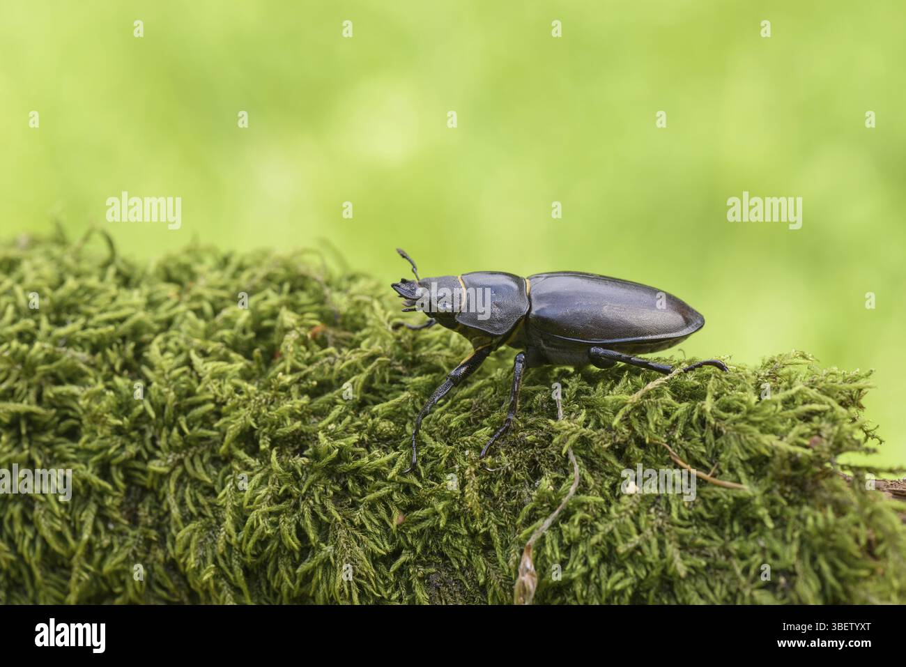 Female stag beetle (Lucanus cervus Stock Photo - Alamy