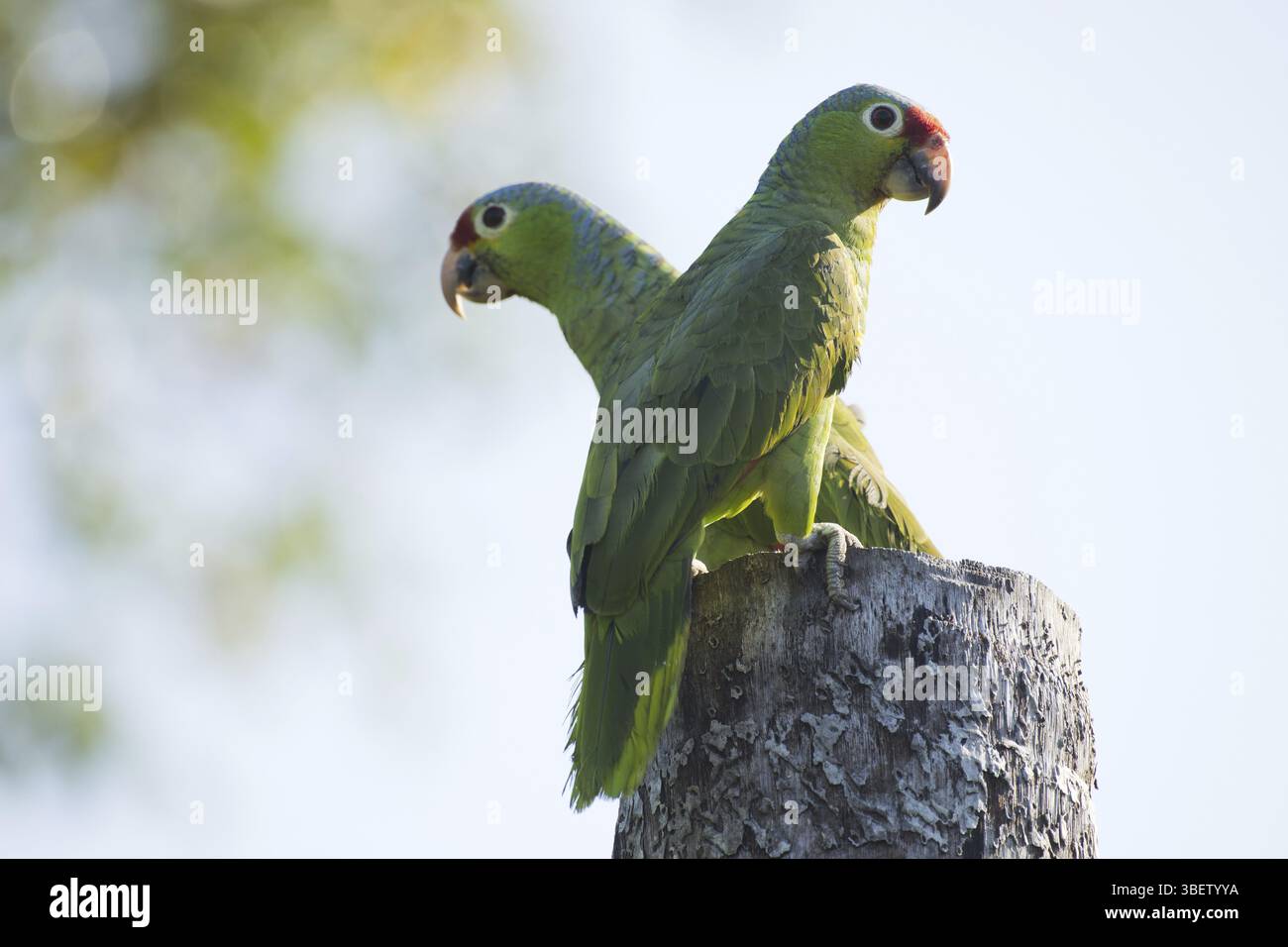 Amazona parrot hi-res stock photography and images - Alamy
