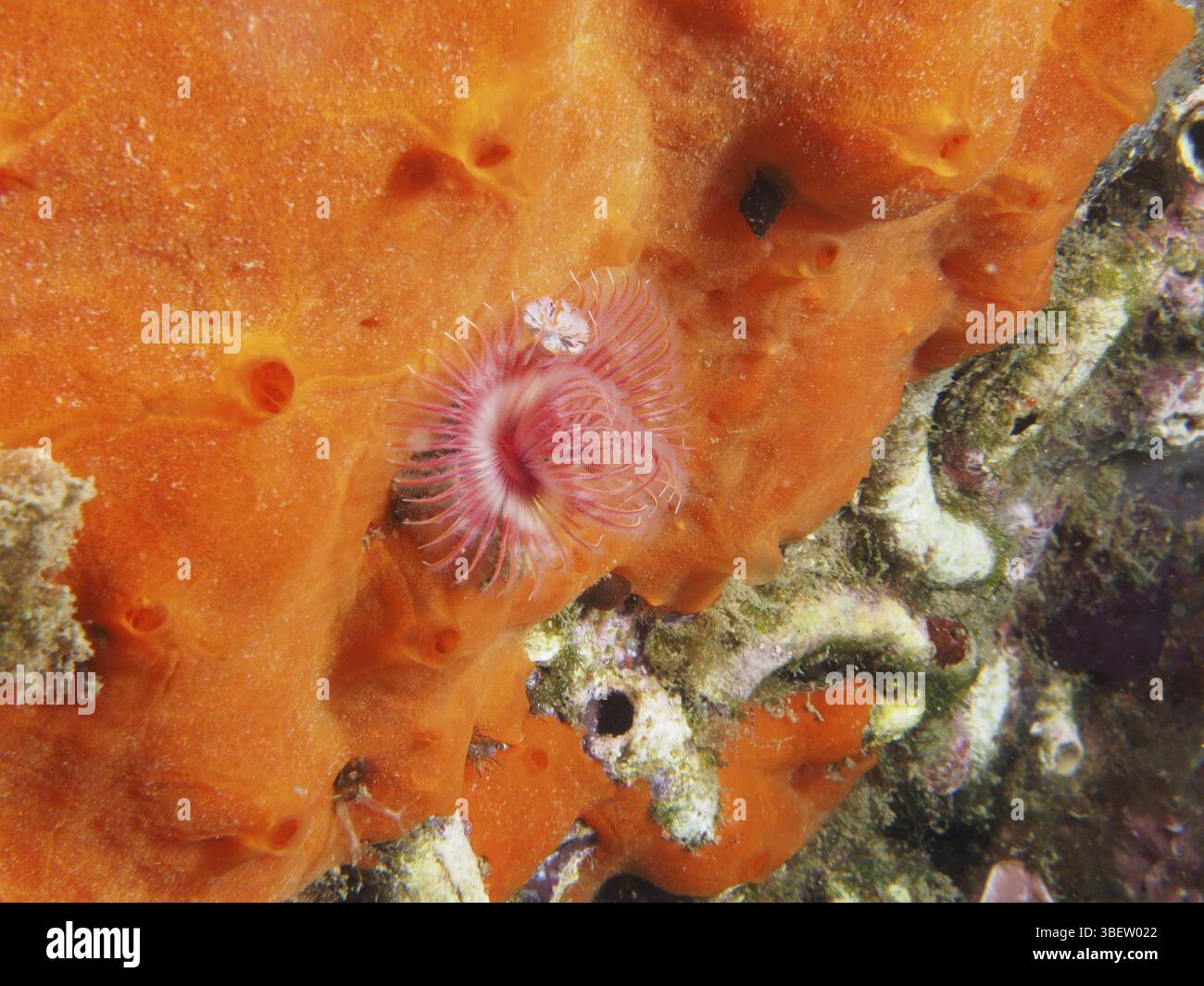 Serpula vermicularis (Serpula vermicularis Stock Photo - Alamy