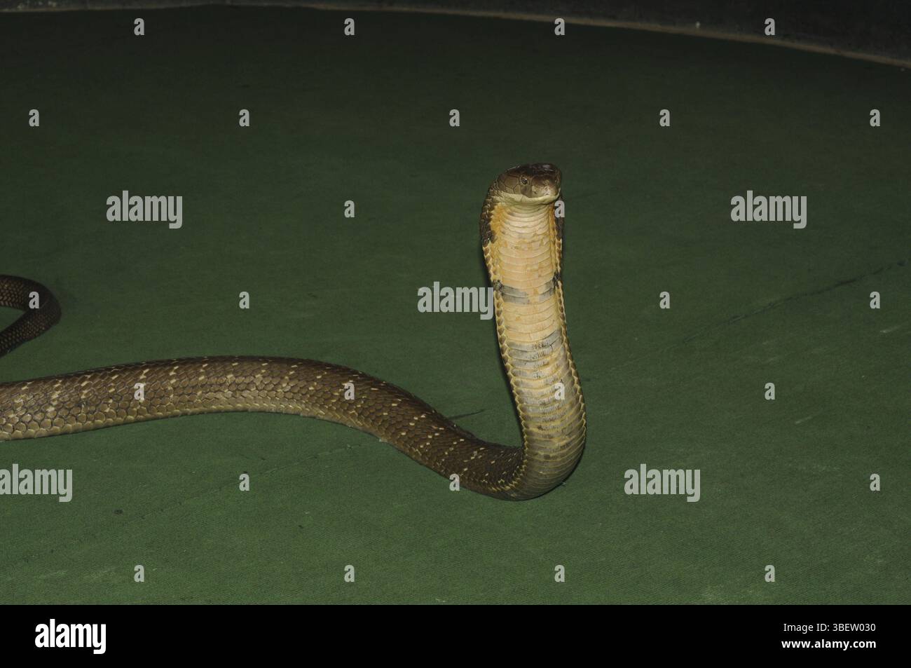 Snake tamer with king cobra (Ophiophagus hannah Stock Photo - Alamy