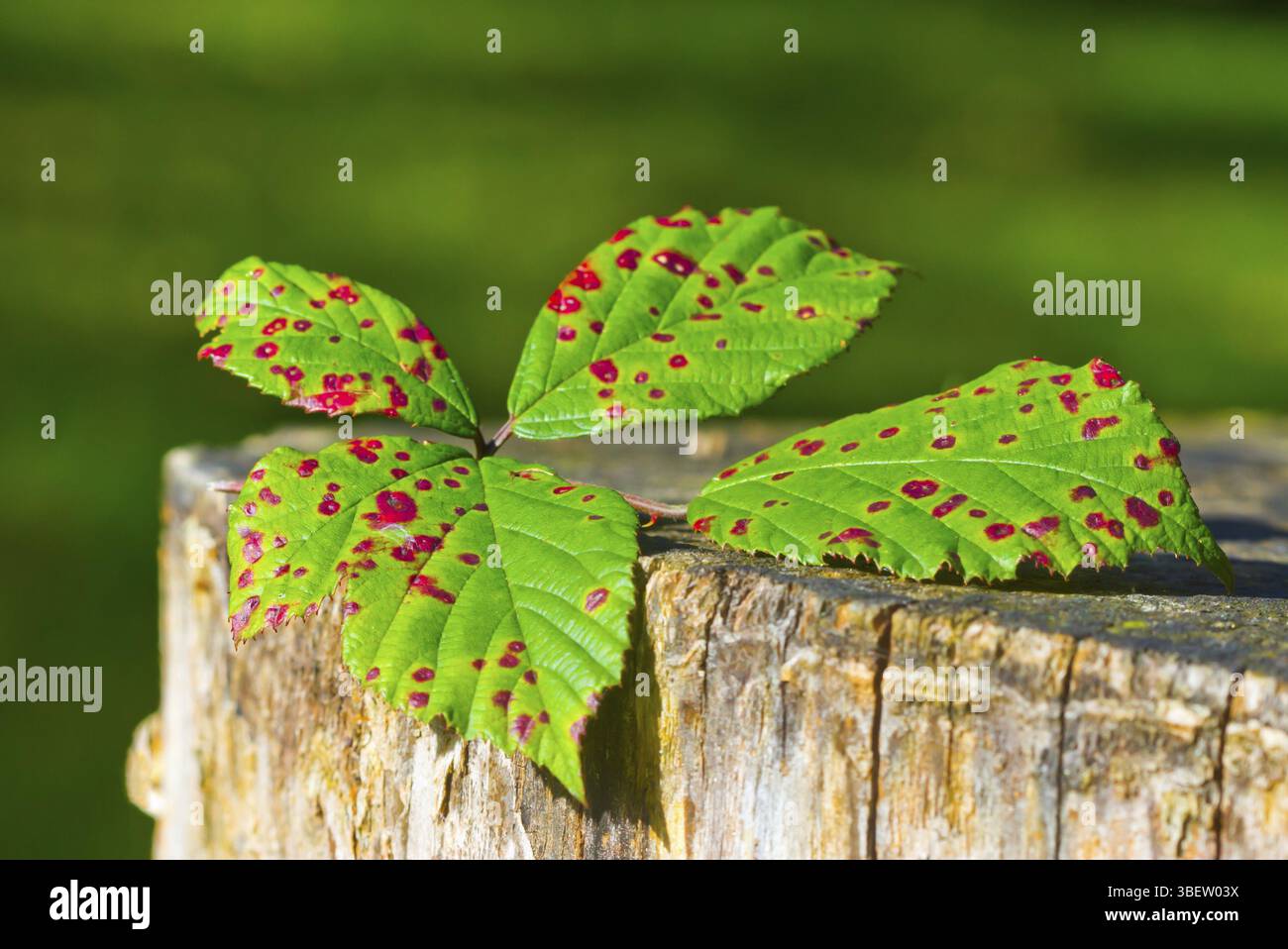 Blackberry leaf spot hi-res stock photography and images - Alamy