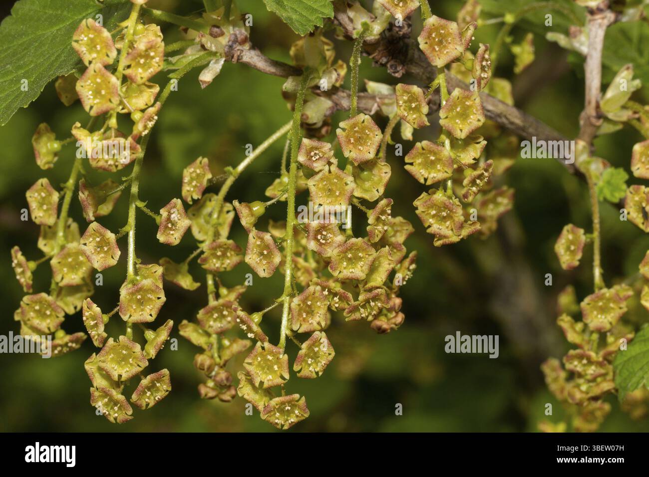 Redcurrant (Ribes rubrum Stock Photo - Alamy