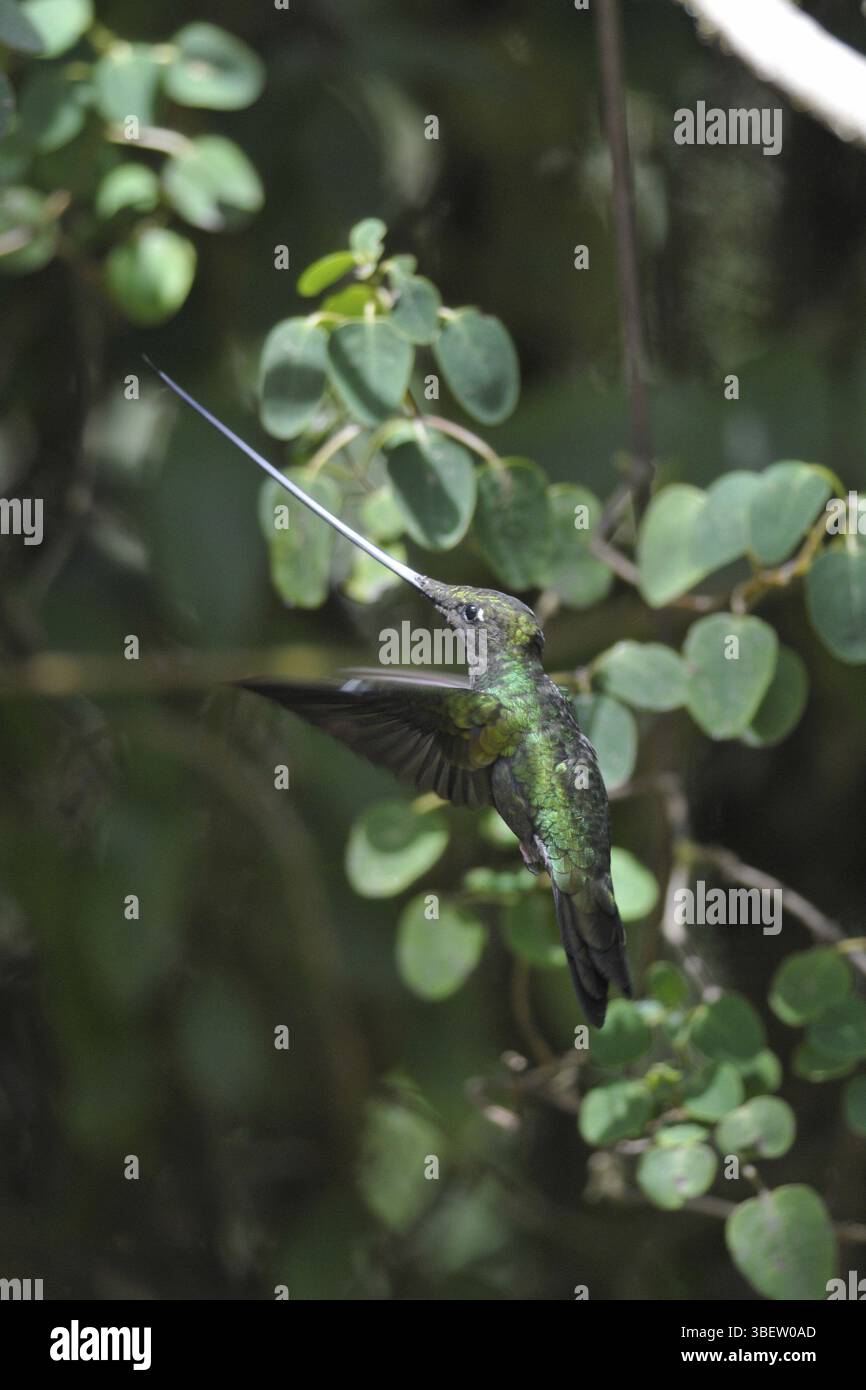 Sword-billed Hummingbird (Ensifera ensifera Stock Photo - Alamy