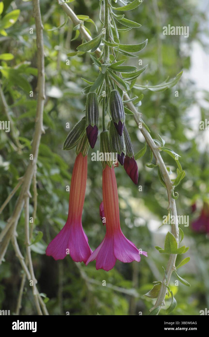 Cantua buxifolia flower hi-res stock photography and images - Alamy