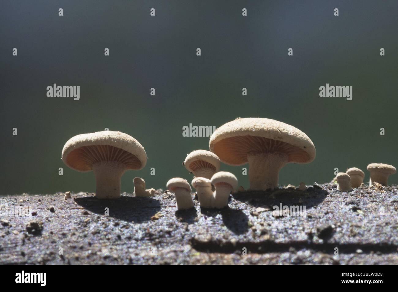 Herber dwarf gnome (Panellus stipticus Stock Photo - Alamy