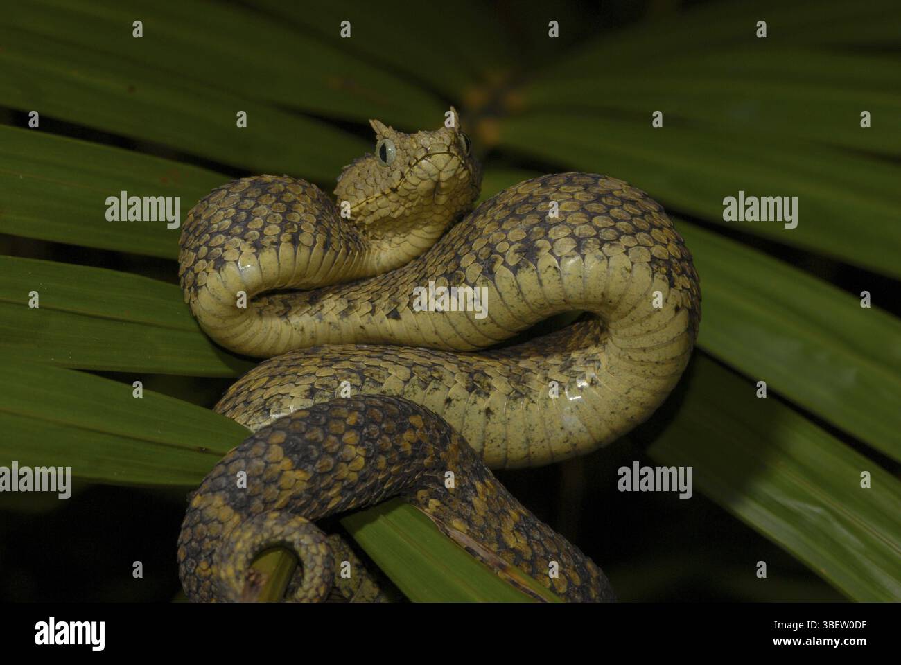 Usambara bush viper (Atheris ceratophora Stock Photo - Alamy