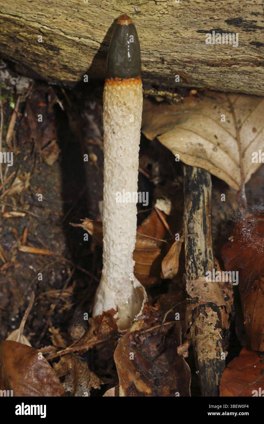 Dog stinkhorn (Mutinus caninus Stock Photo - Alamy