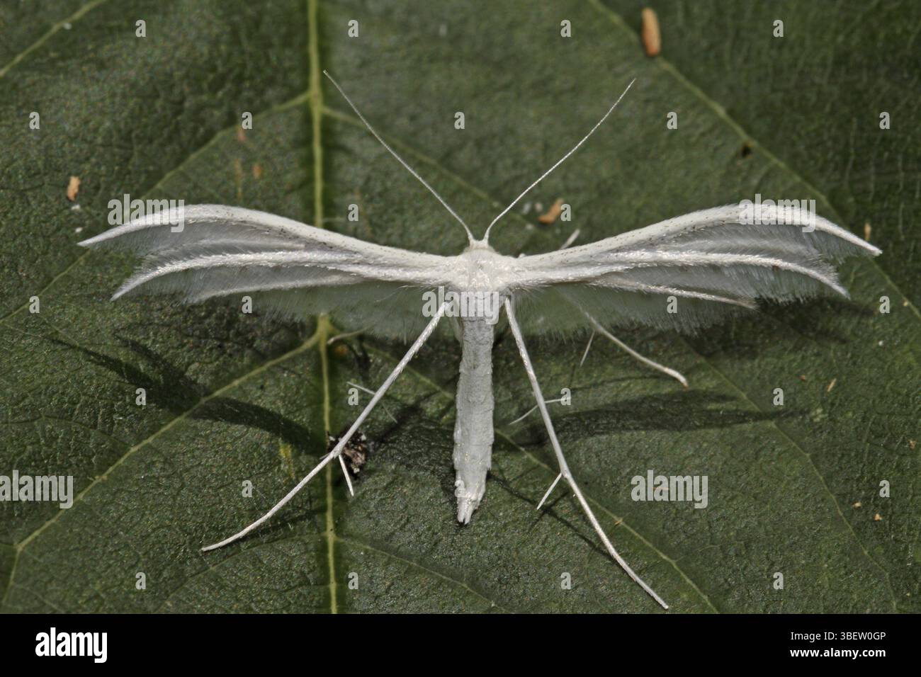 Blackthorn feather ghost (Pterophorus pentadactyla Stock Photo - Alamy