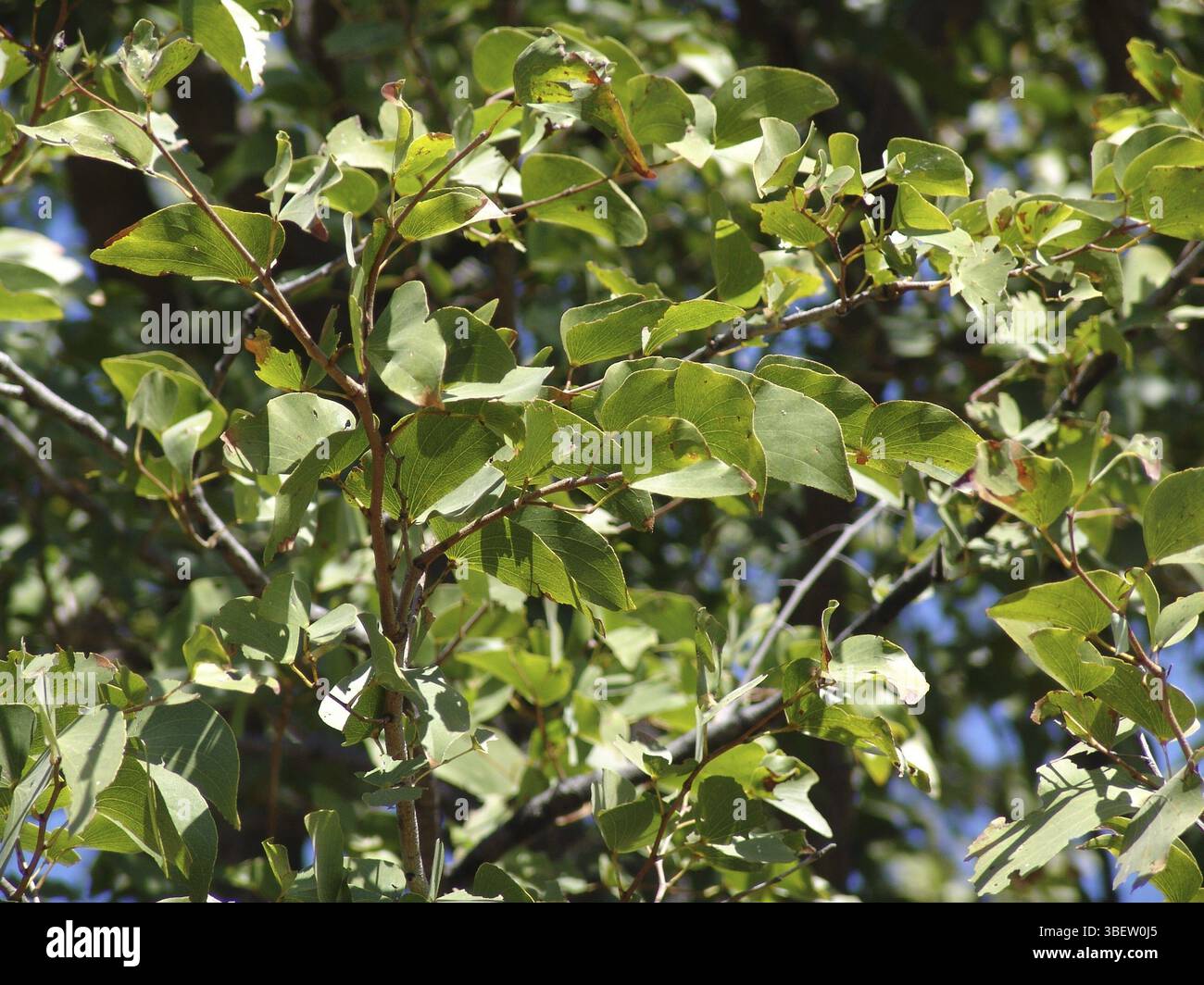 Mopane tree (Colophospermum mopane Stock Photo - Alamy