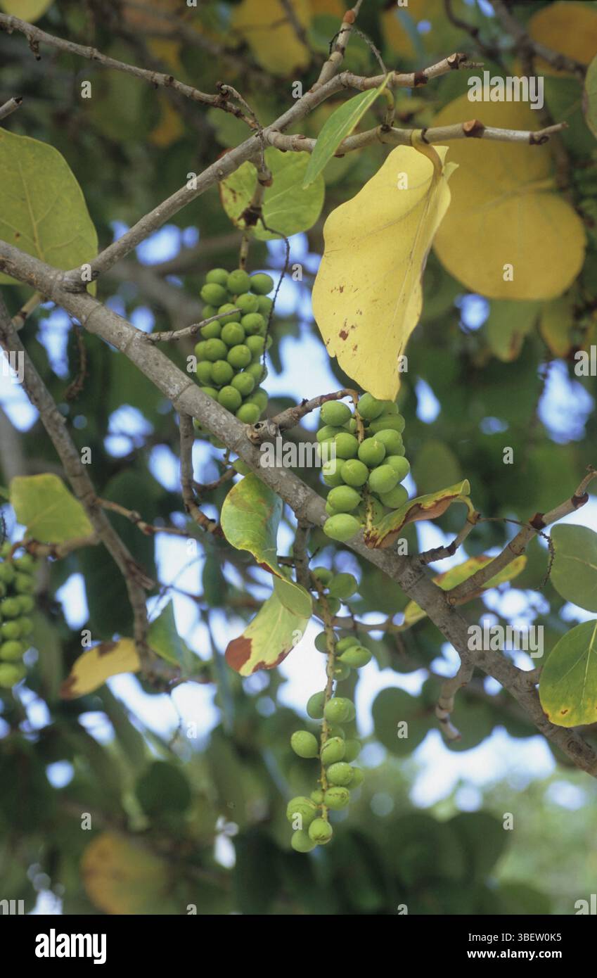 Coccoloba (Coccoloba uvifera Stock Photo - Alamy