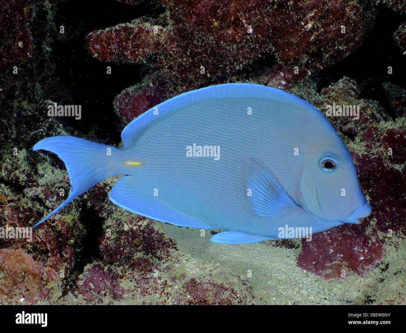 Atlantic blue tang (Acanthurus coeruleus Stock Photo - Alamy