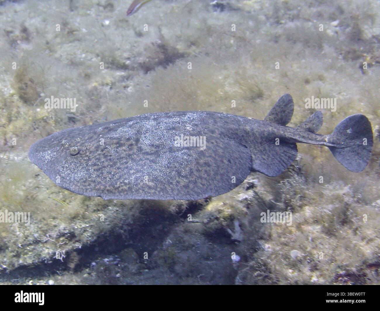 Marble electric ray (Torpedo marmorata Stock Photo - Alamy