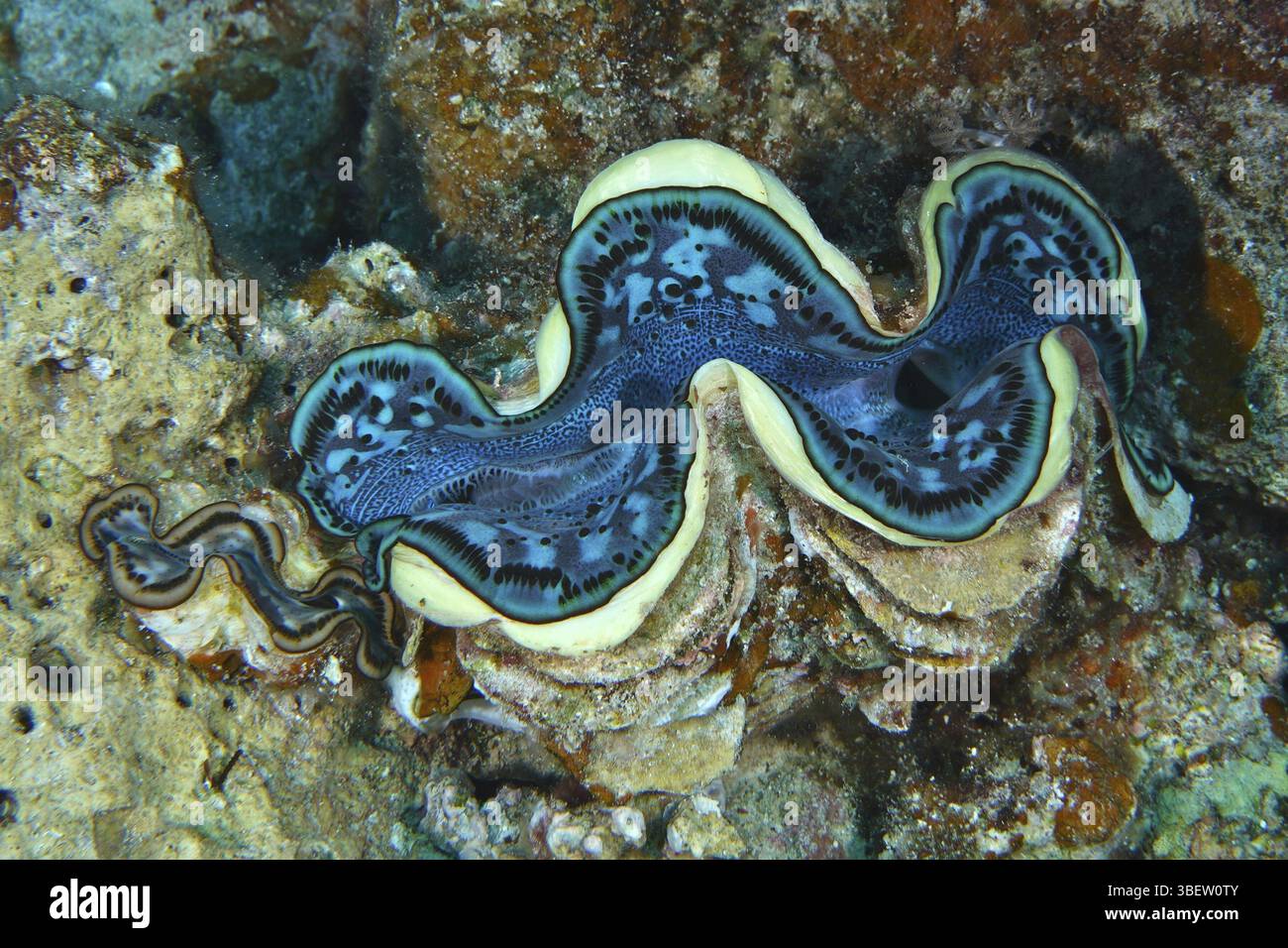 Common giant clam (Tridacna maxima Stock Photo - Alamy