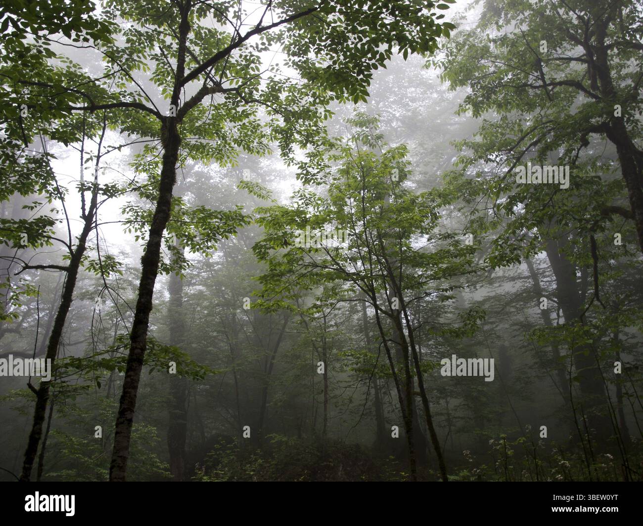 Caspian forest iran hi-res stock photography and images - Alamy