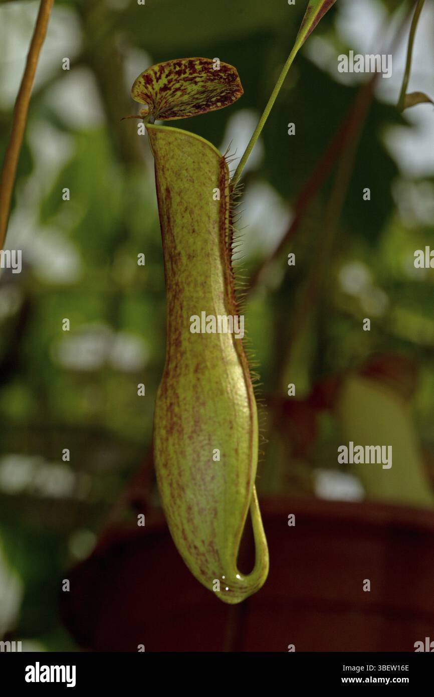 Slender pitcher plant hi-res stock photography and images - Alamy