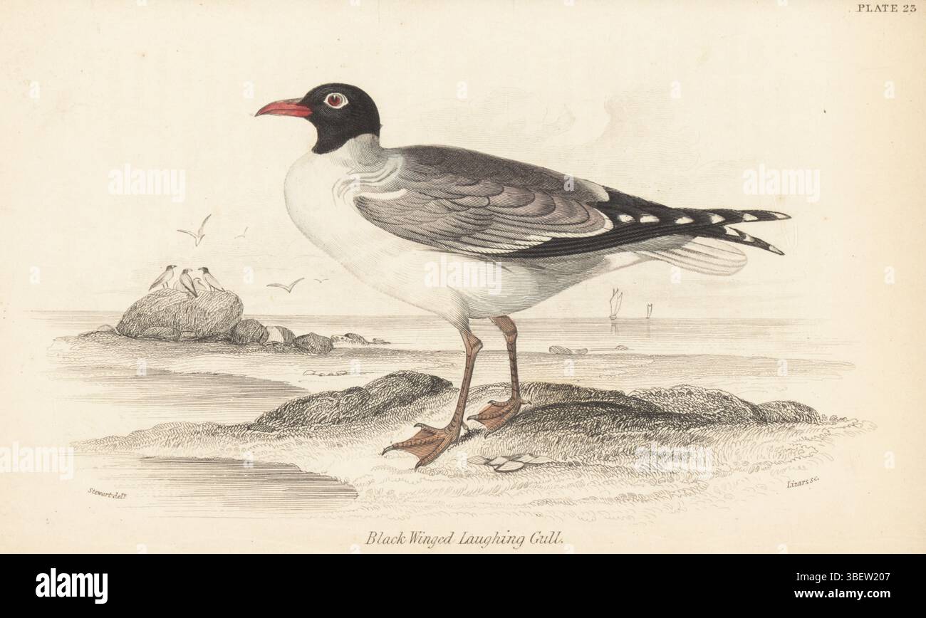 Laughing seagull, Leucophaeus atricilla. Black-winged laughing gull ...
