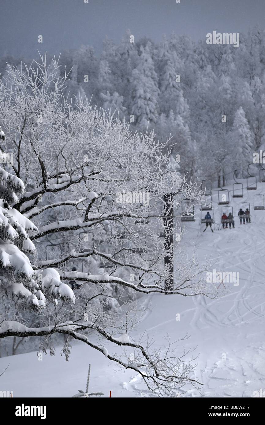 Snow covered trees atop Mount Zao at the Zao Ski Resort, Yamagata ...