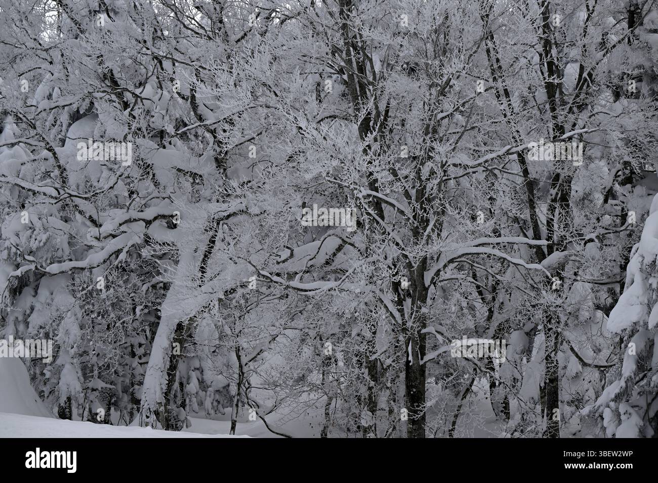 Snow covered trees atop Mount Zao at the Zao Ski Resort, Yamagata ...