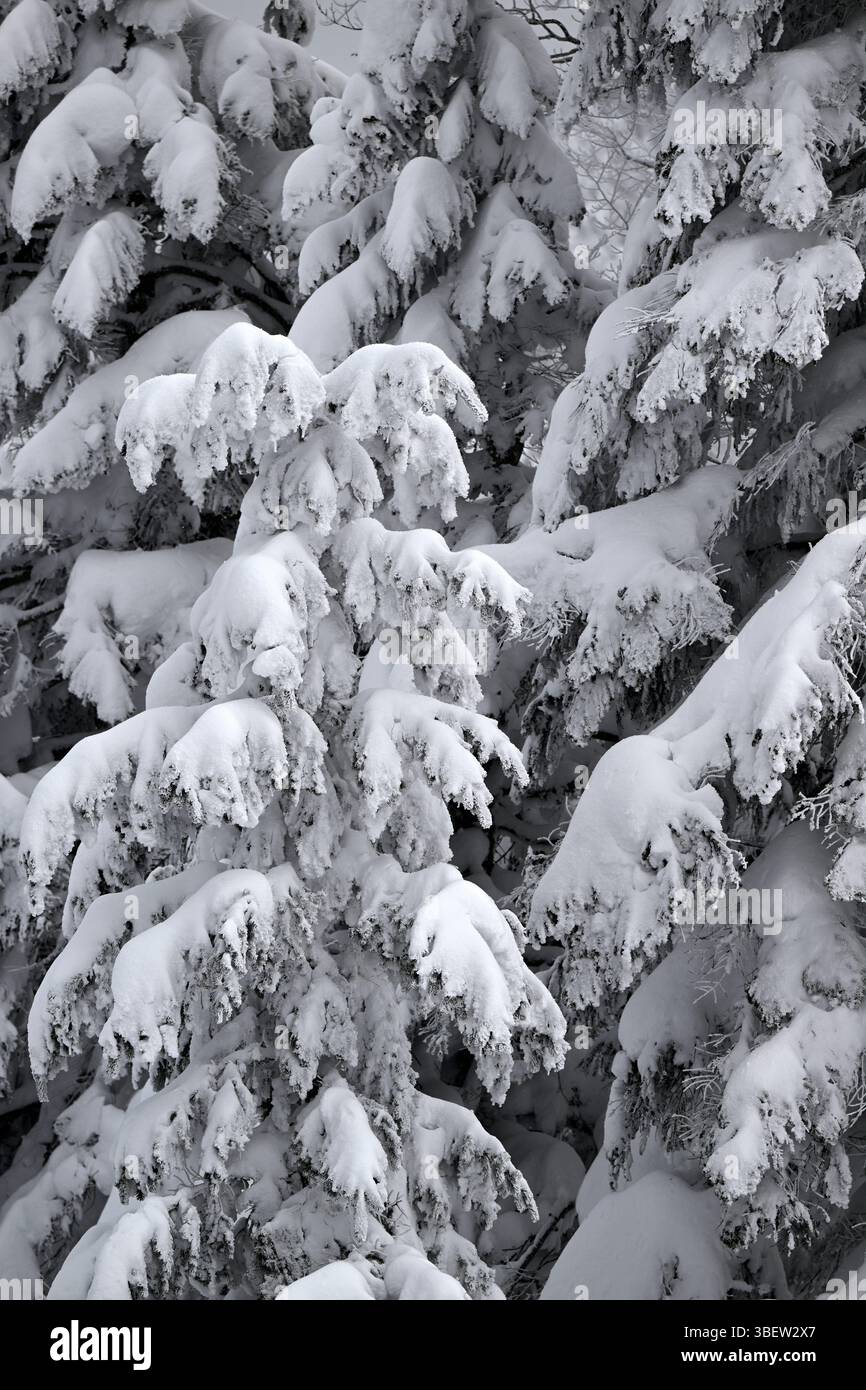 Snow covered trees atop Mount Zao at the Zao Ski Resort, Yamagata ...