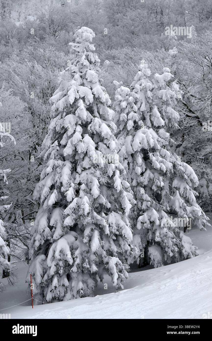 Snow covered trees atop Mount Zao at the Zao Ski Resort, Yamagata ...
