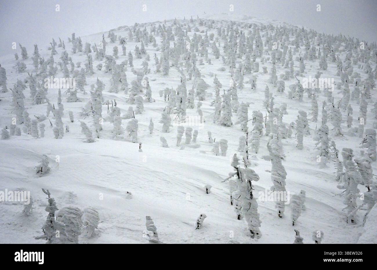 Snow covered trees atop Mount Zao at the Zao Ski Resort, Yamagata ...