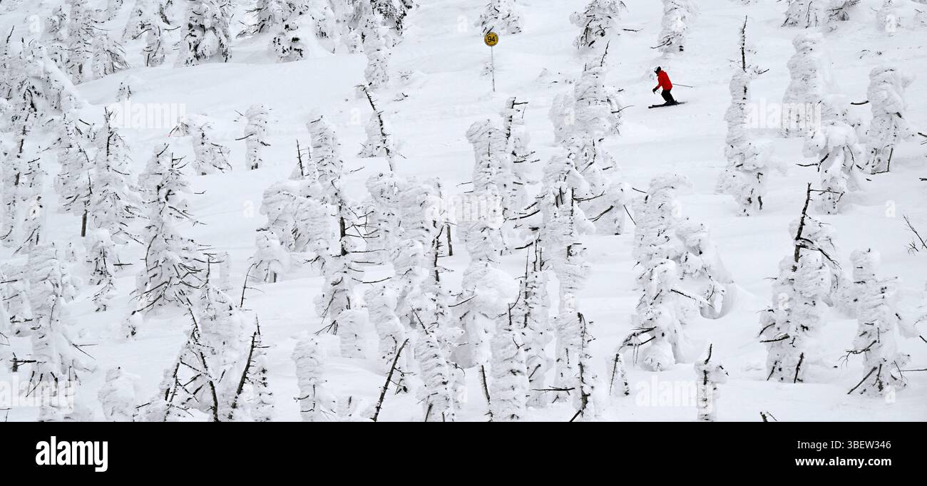 Snow covered trees atop Mount Zao at the Zao Ski Resort, Yamagata ...