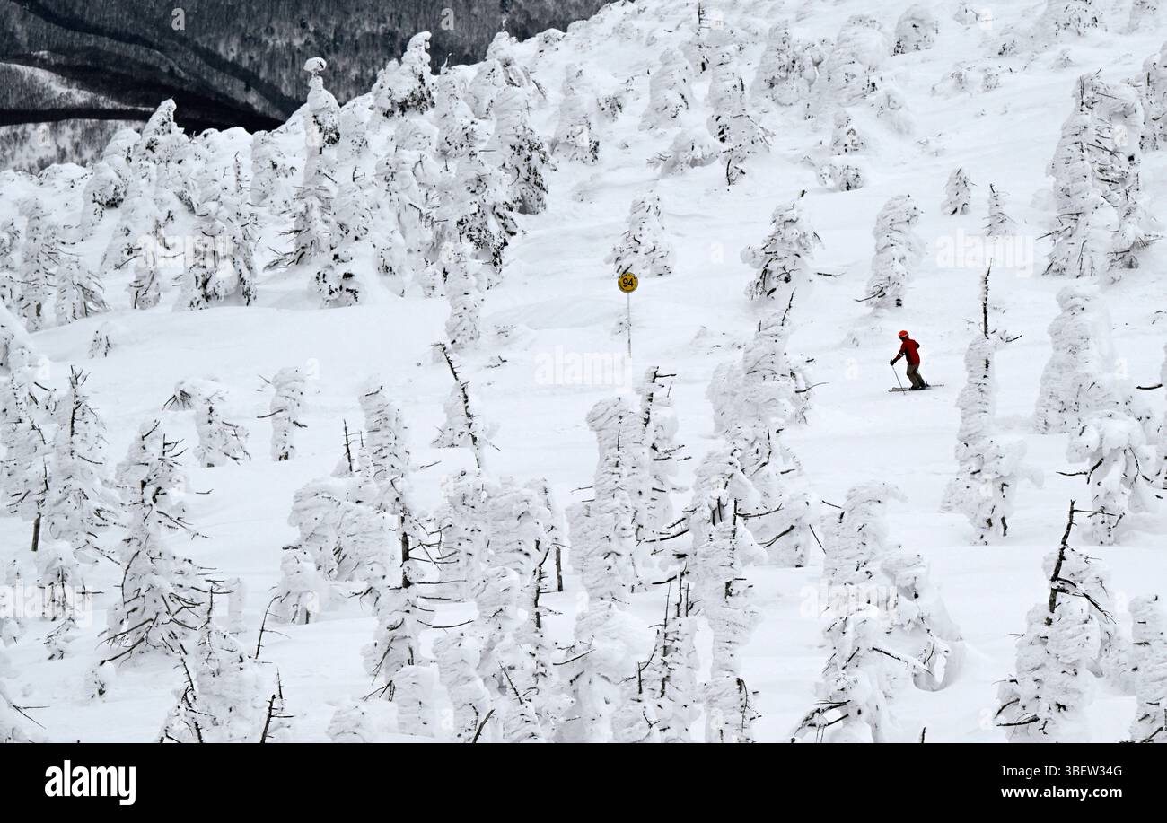 Snow covered trees atop Mount Zao at the Zao Ski Resort, Yamagata ...
