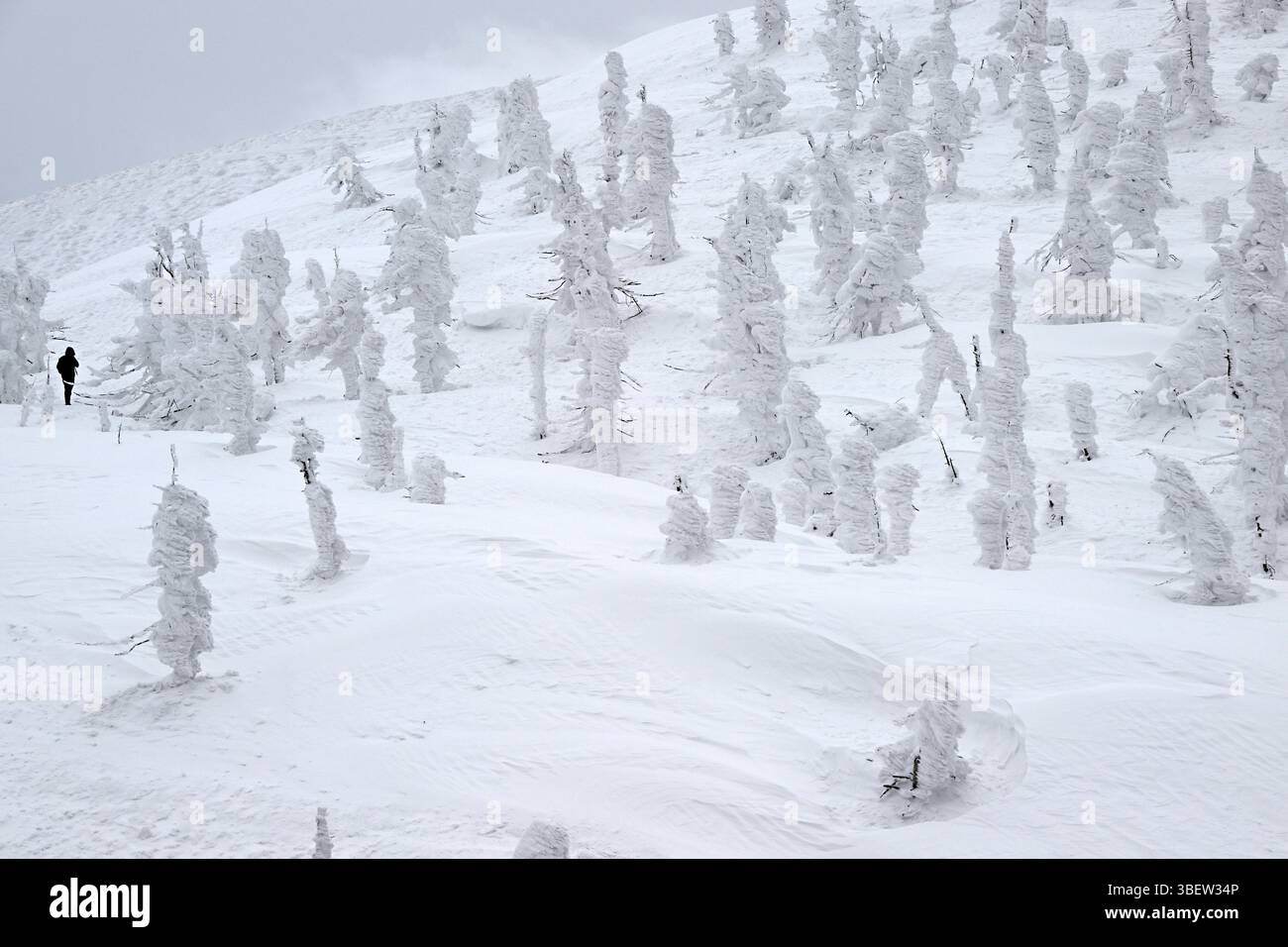 Snow covered trees atop Mount Zao at the Zao Ski Resort, Yamagata ...