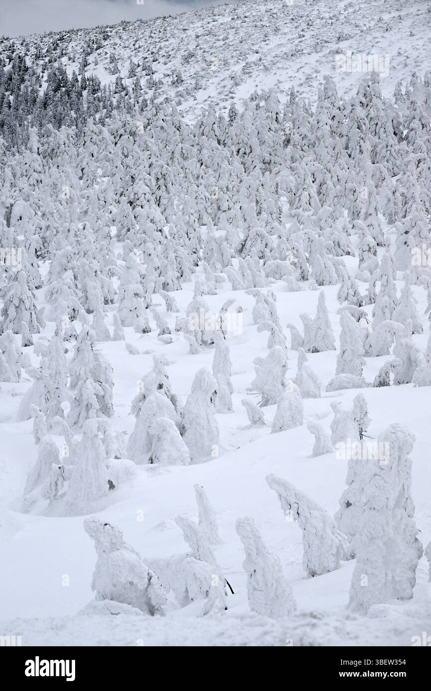 Snow covered trees atop Mount Zao at the Zao Ski Resort, Yamagata ...