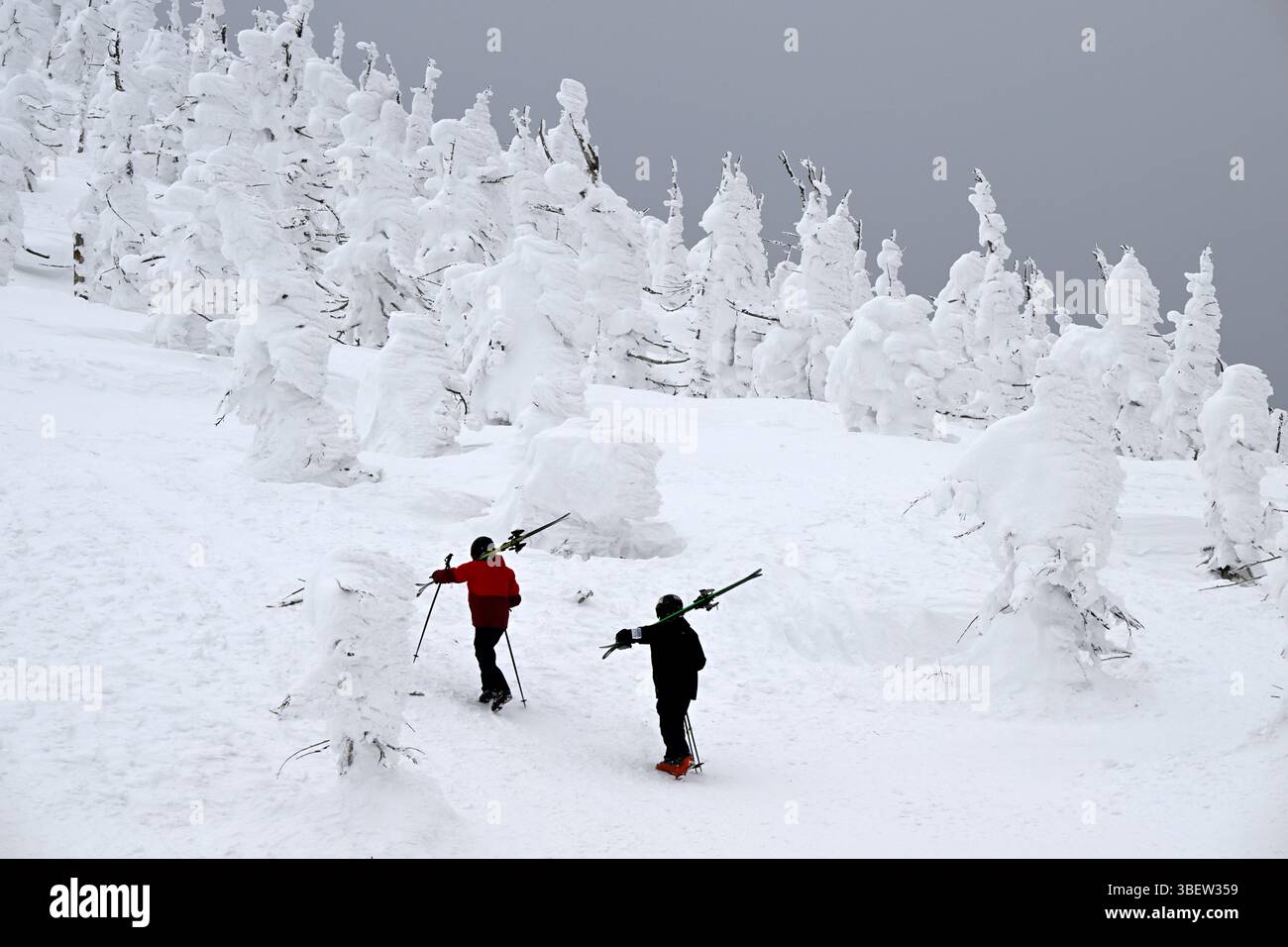 Snow covered trees atop Mount Zao at the Zao Ski Resort, Yamagata ...