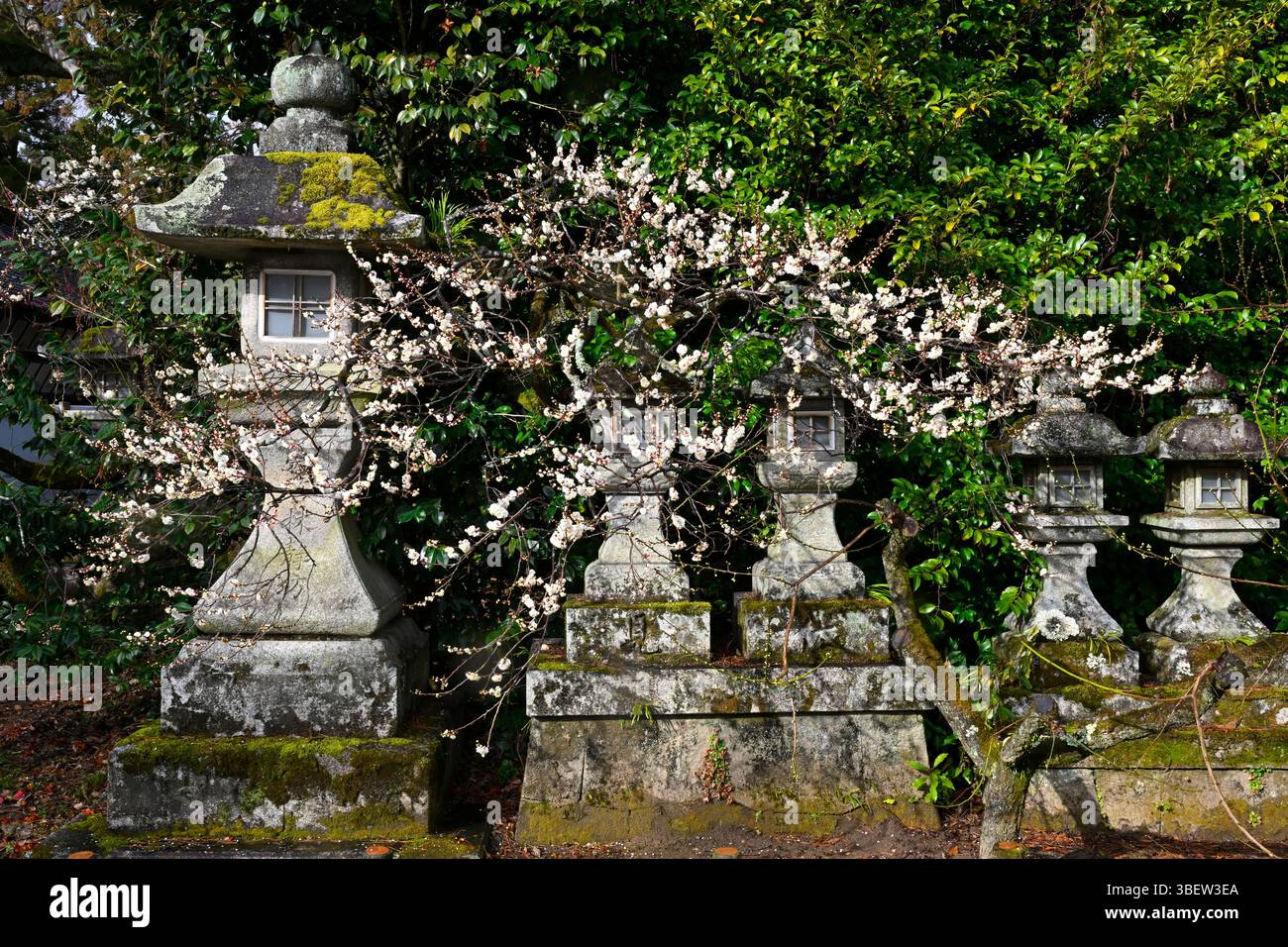 Kitano Tenmangu Shrine plum blossom festival , Kyoto,Japan Stock Photo ...
