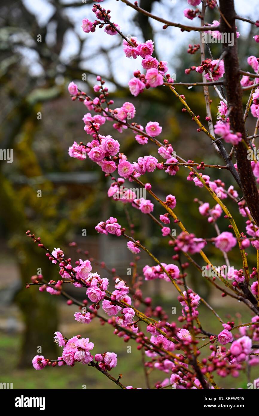 Kitano Tenmangu Shrine plum blossom festival , Kyoto,Japan Stock Photo ...