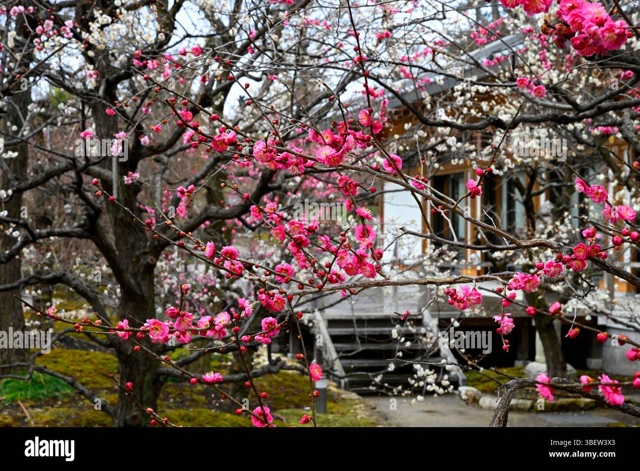 Kitano Tenmangu Shrine plum blossom festival , Kyoto,Japan Stock Photo ...