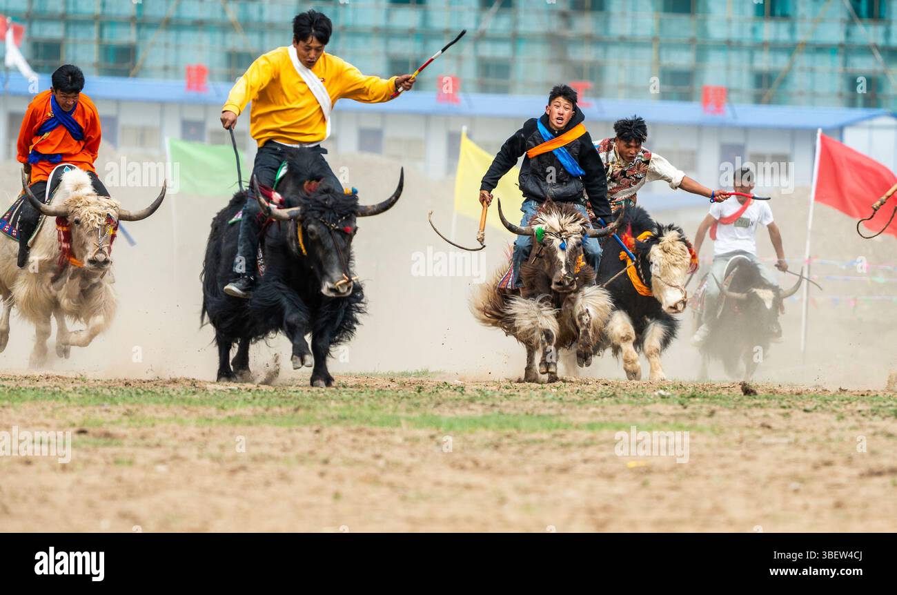 Yak racing hi-res stock photography and images - Alamy