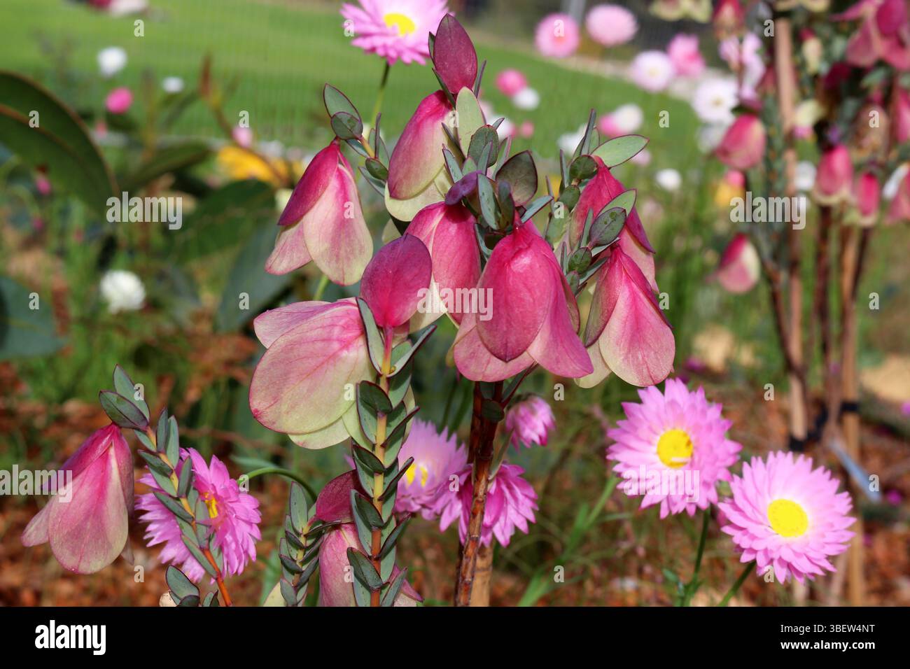 Close-up of the blossoms of Qualup bell (Pimelea physodes) a wildflower ...