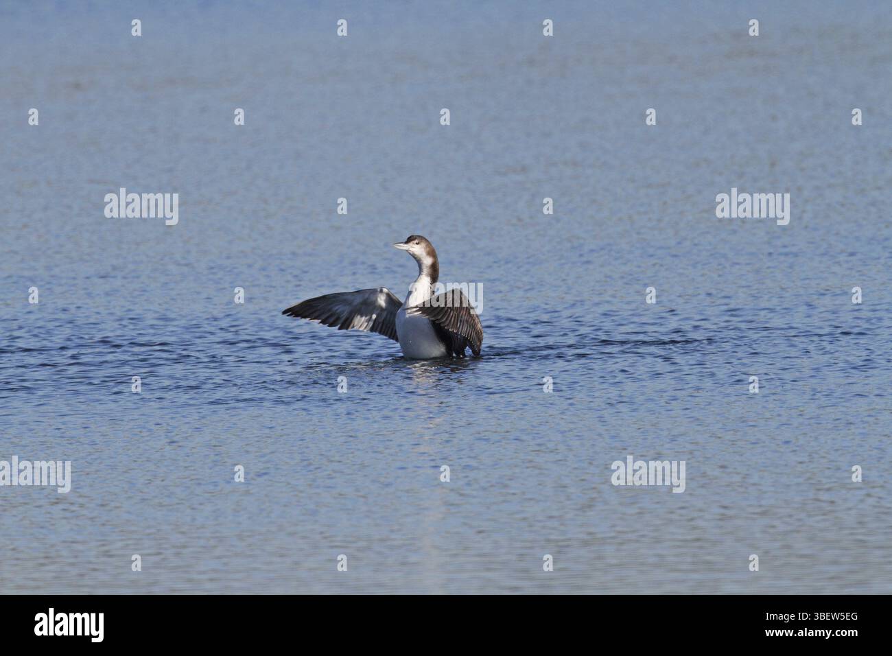 Common loon (Gavia immer Stock Photo - Alamy