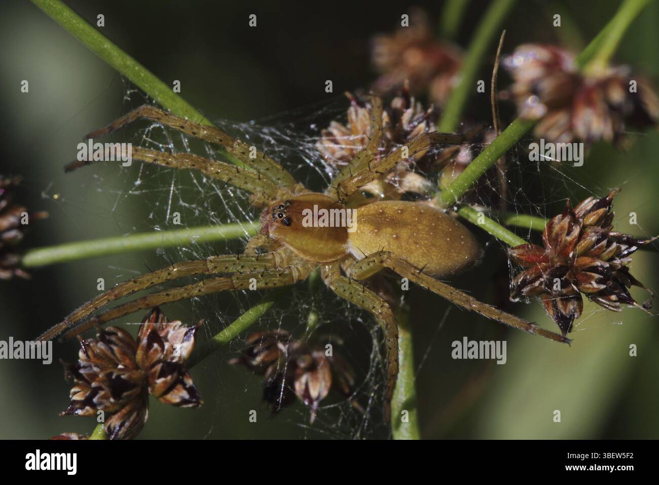 Raft spider (Dolomedes fimbriatus Stock Photo - Alamy