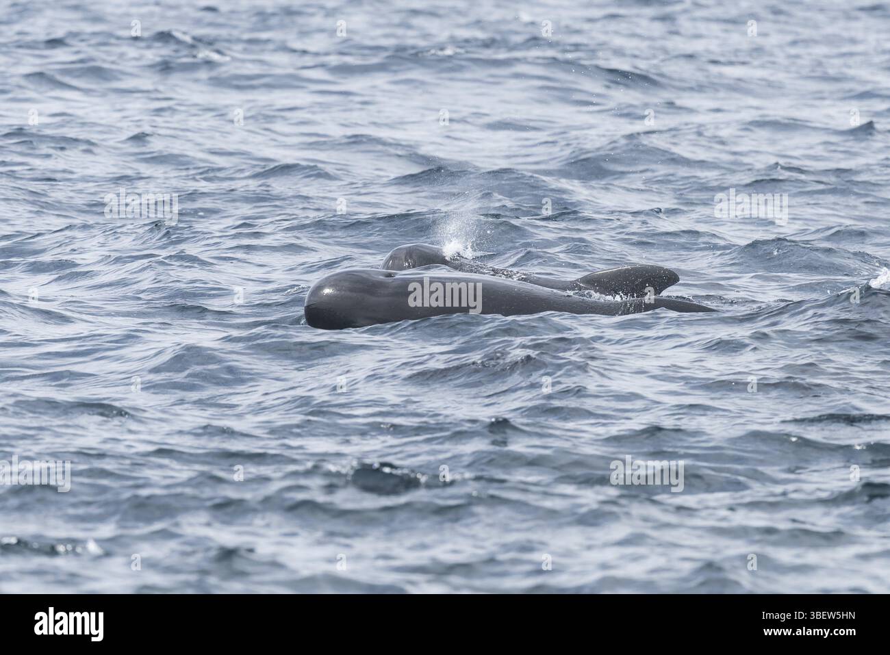 Common pilot whale (Globicephala melas Stock Photo - Alamy