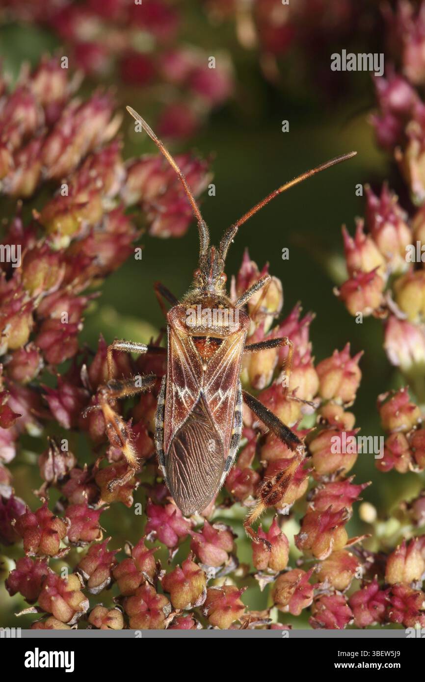 Western conifer seed bug (Leptoglossus occidentalis Stock Photo - Alamy