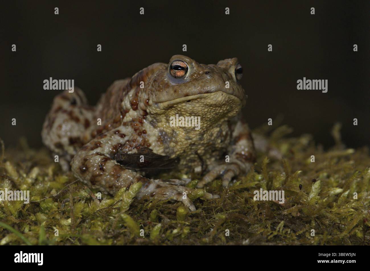 Female common toad (Bufo b. bufo Stock Photo - Alamy