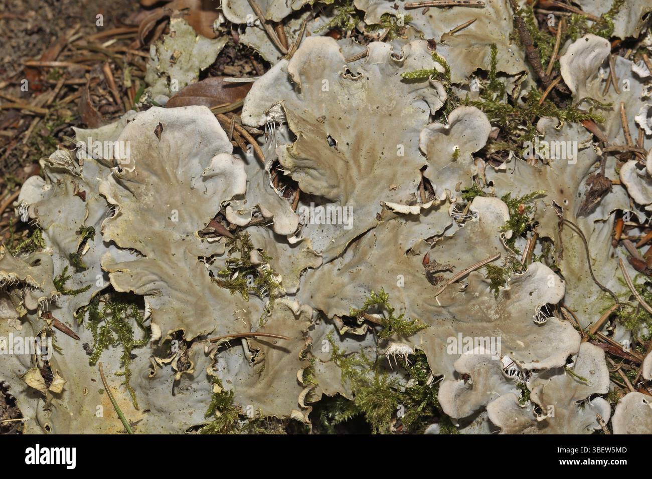 Scaly dog lichen (Peltigera praetextata Stock Photo - Alamy