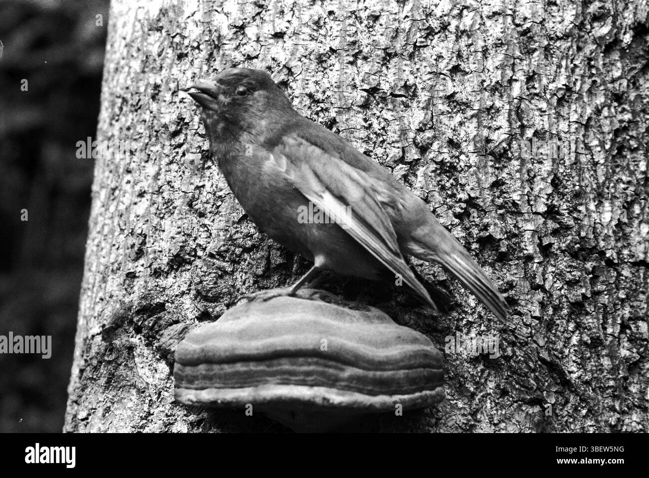 Chloris chloris Black and White Stock Photos & Images - Alamy