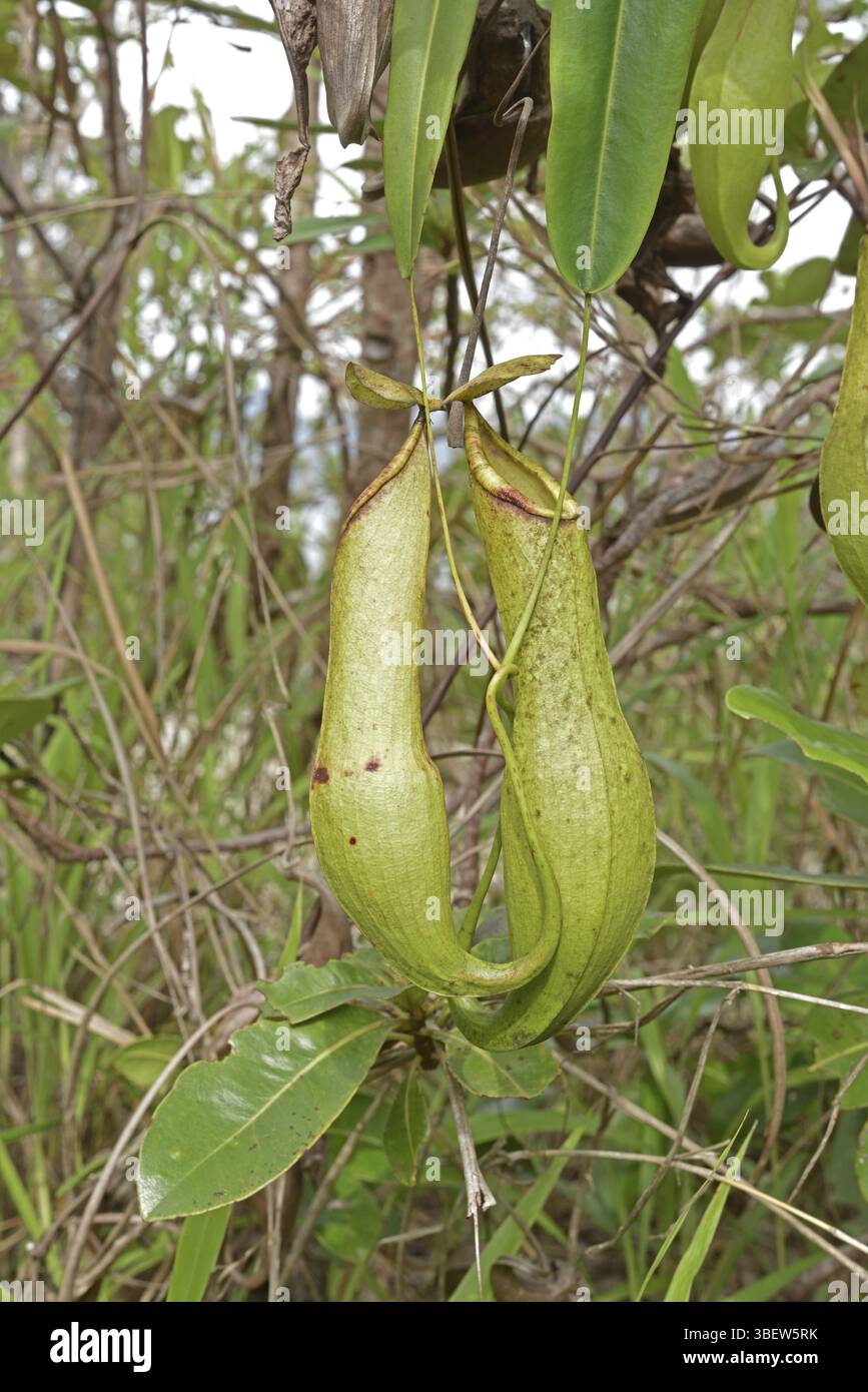 Philippine pitcher plant (Nepenthes philippinensis Stock Photo - Alamy