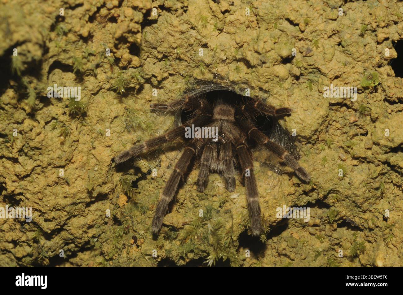 Black Thai tarantula (Haplopelma minax Stock Photo - Alamy