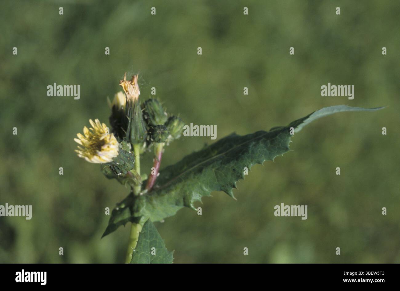 Thistle common sowthistle sonchus hi-res stock photography and images ...
