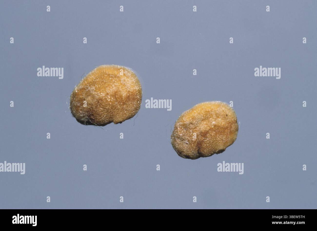 Mandrake plant hi-res stock photography and images - Alamy