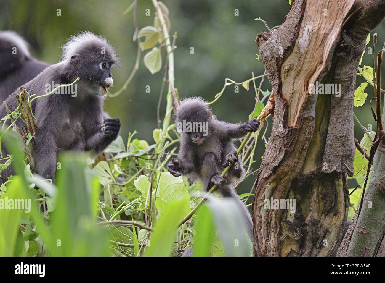 Feeding dusky leaf monkey hi-res stock photography and images - Alamy