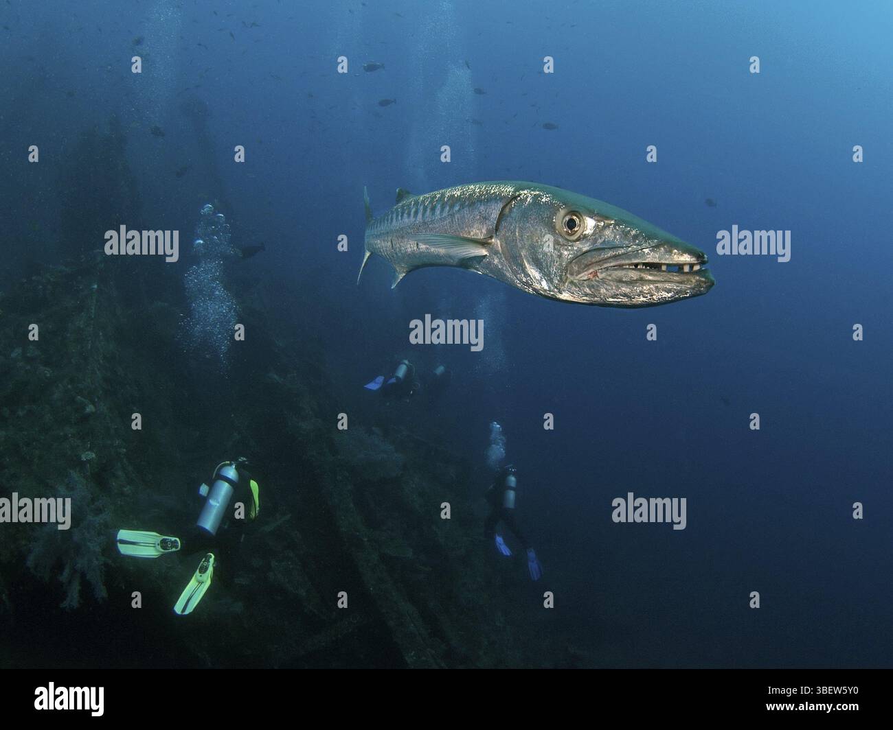 Great barracuda (Sphyraena barracuda Stock Photo - Alamy