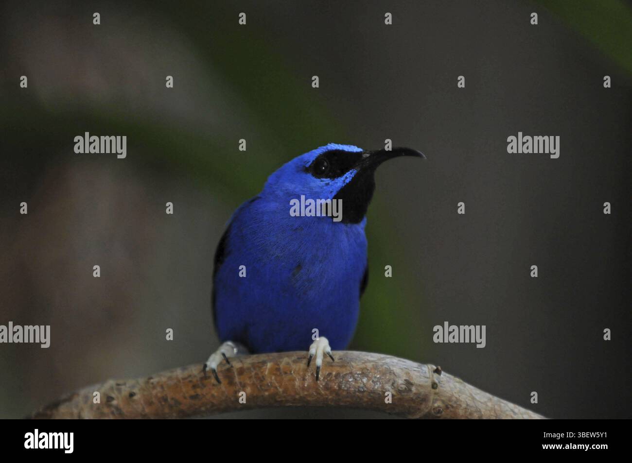 Purple Ash-bird (Cyanerpes caeruleus Stock Photo - Alamy