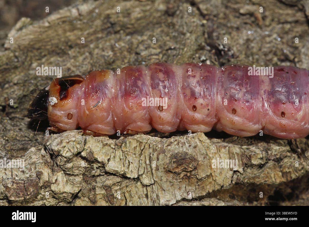 Willow borer (Cossus cossus Stock Photo - Alamy
